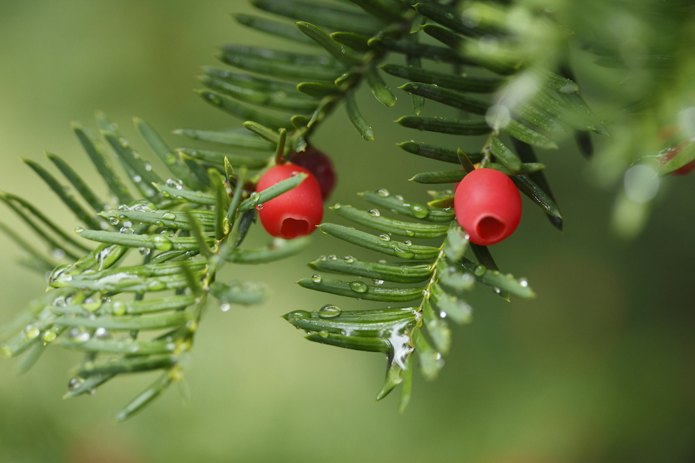 次世代ウェルビーイング研究センター | 子どもと教師・社会のウェルビーイングを持続的に創出します
